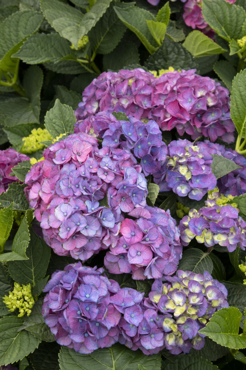 Monrovia® Introduces 2021 New Landscape Varieties