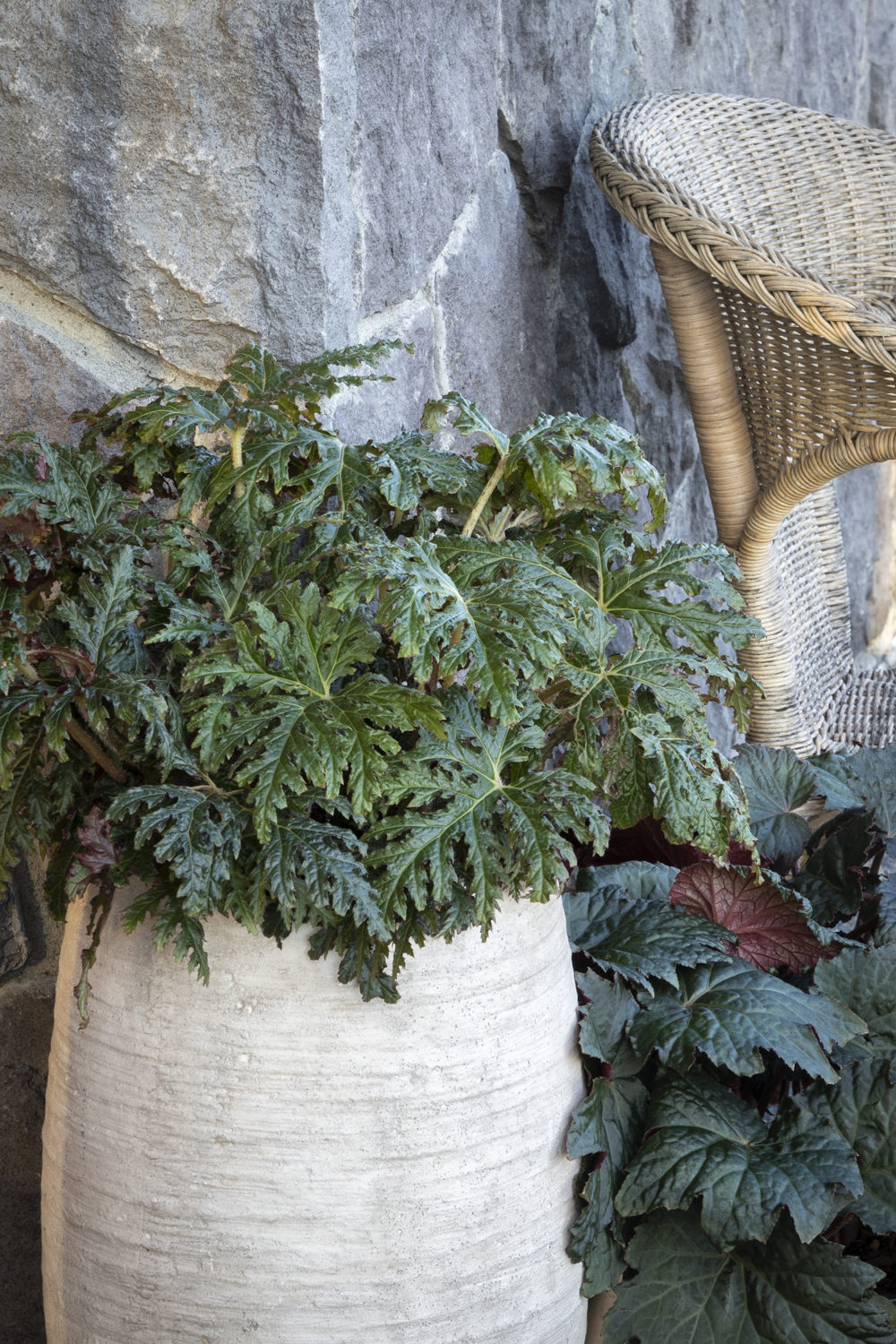 Monrovia® Introduces 2021 New Landscape Varieties