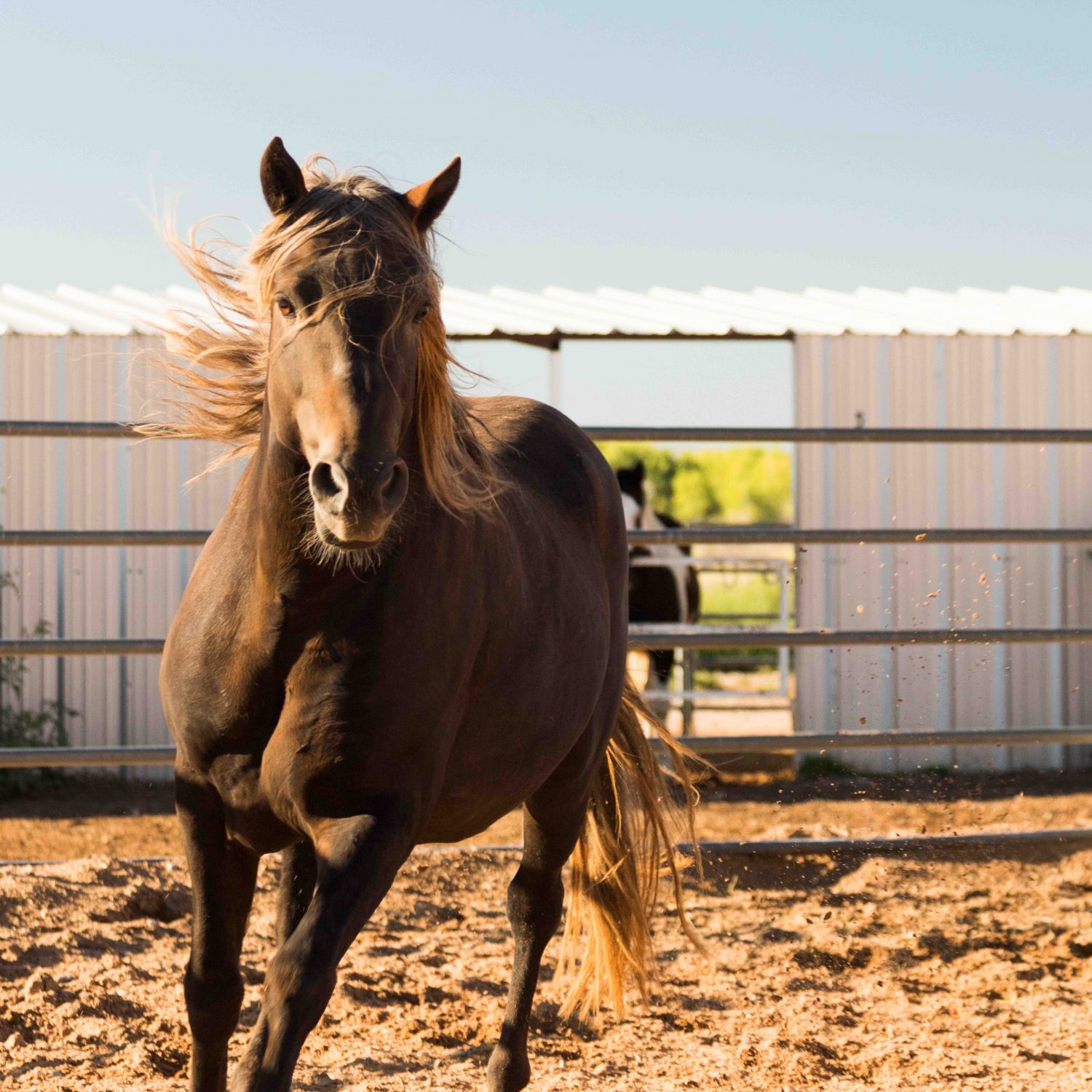 Adopt a Horse and More at Hyatt Regency Tamaya Resort & Spa