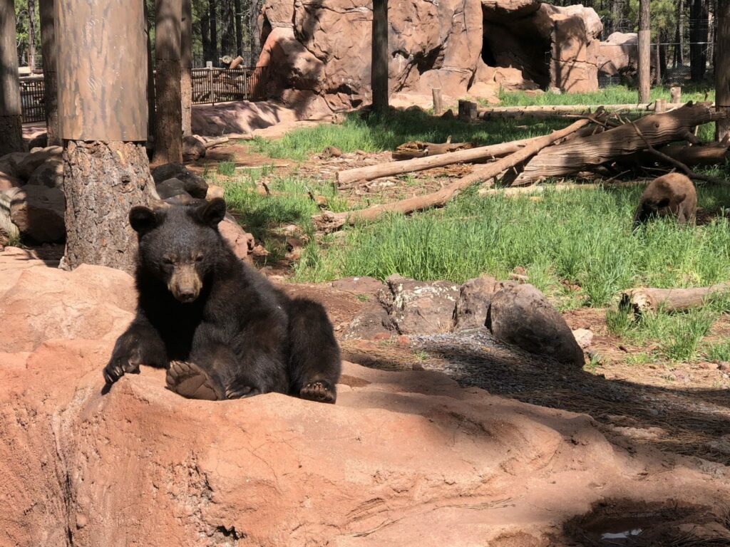 Bearizona Celebrating National Black Bear Day and Anniversary of Cubs ...