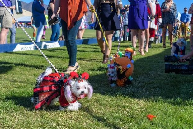 The Fur Baby Fashion Show You Can't Miss