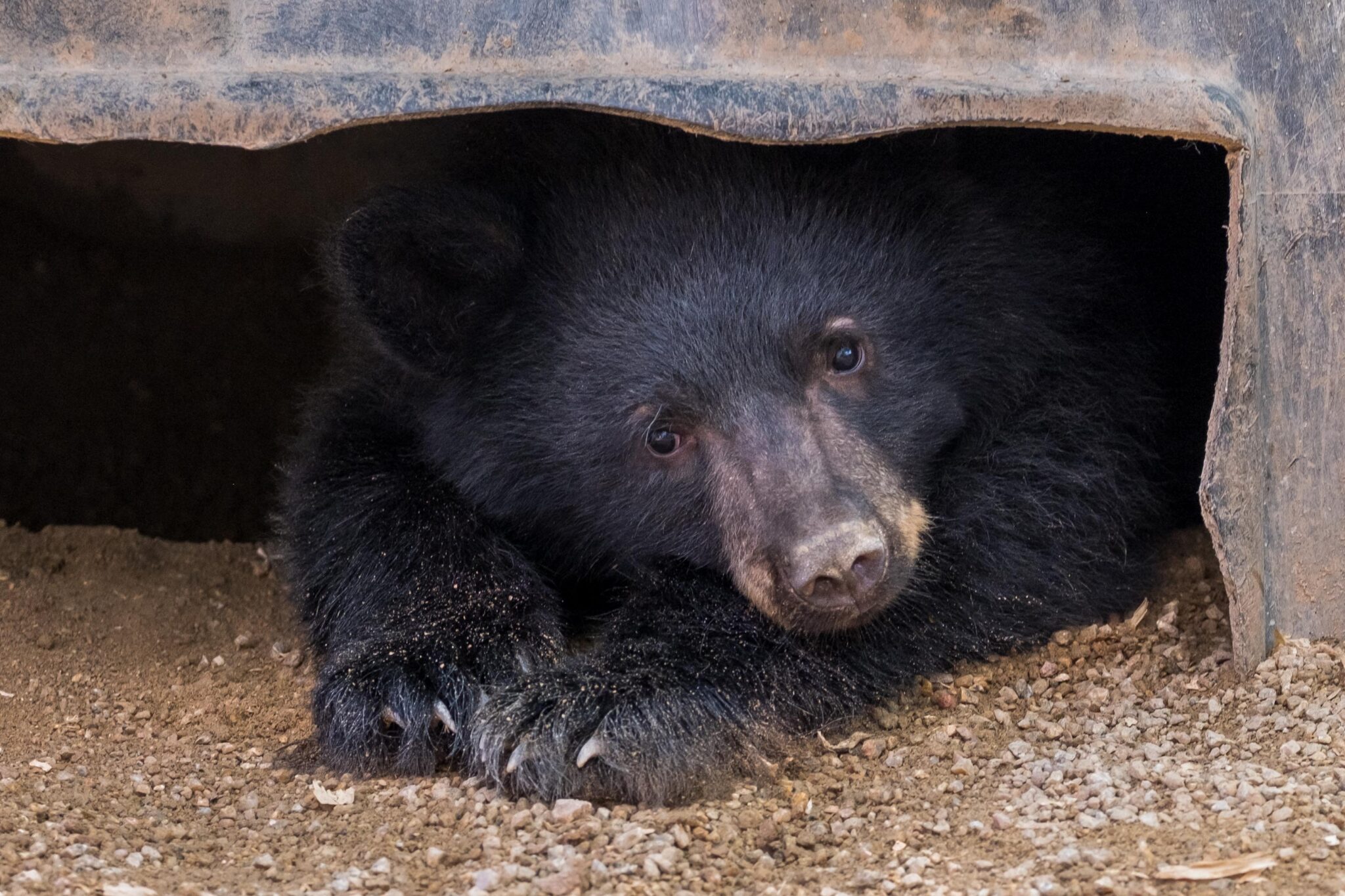 3 Orphaned Baby Bears Released Back to the Wild by Southwest Wildlife ...