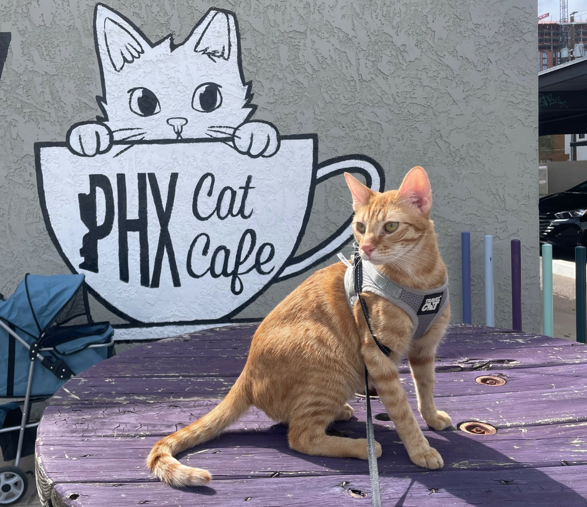 Arizona Valley Girl Blog – Shopping, Dining, Events, Women, Luxury ...