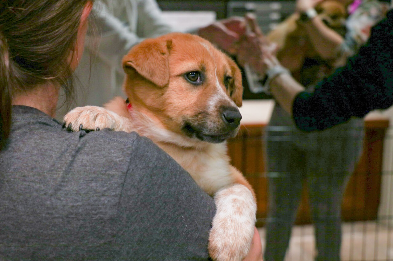 Architects Go to the Dogs for a Good Cause at 2026 Design for Dogs